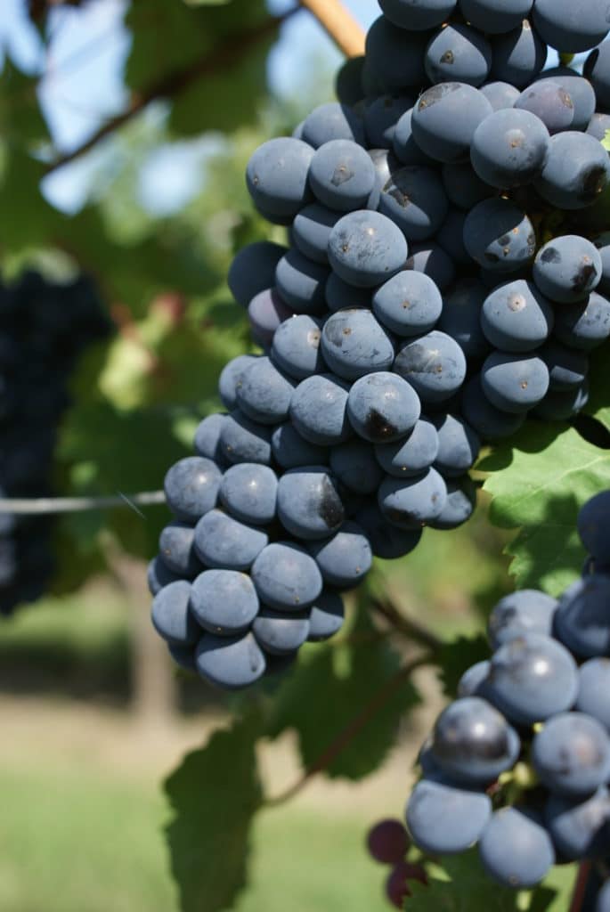 Anjou Rouge, cépage cabernet franc et cabernet sauvignon | Anjou Rouge ...