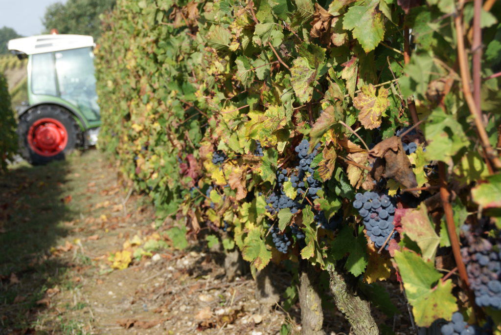 Domaine des Coqueries - Philippe Gilardeau | Anjou Rouge - Rouge Royal