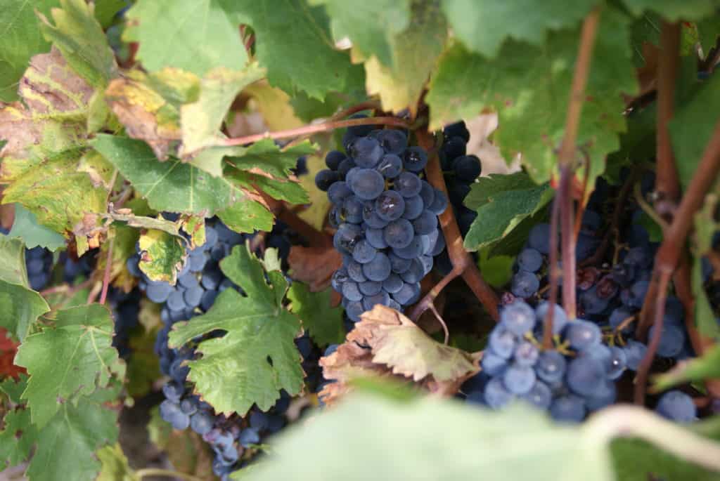 2018 : une année exceptionnelle | Anjou Rouge - Rouge Royal